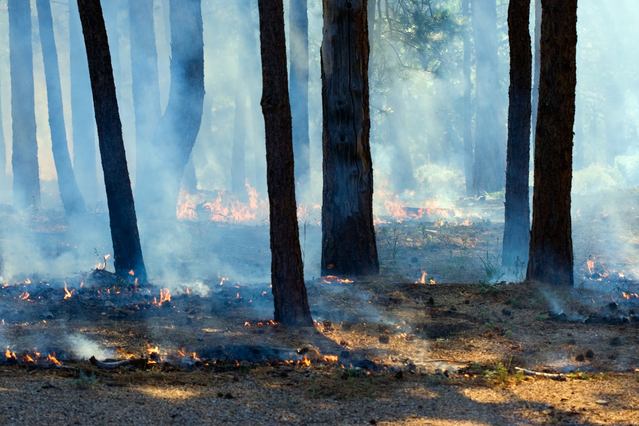 How to Protect Your Home from Wildfires with Fire-Resistant Exteriors ...